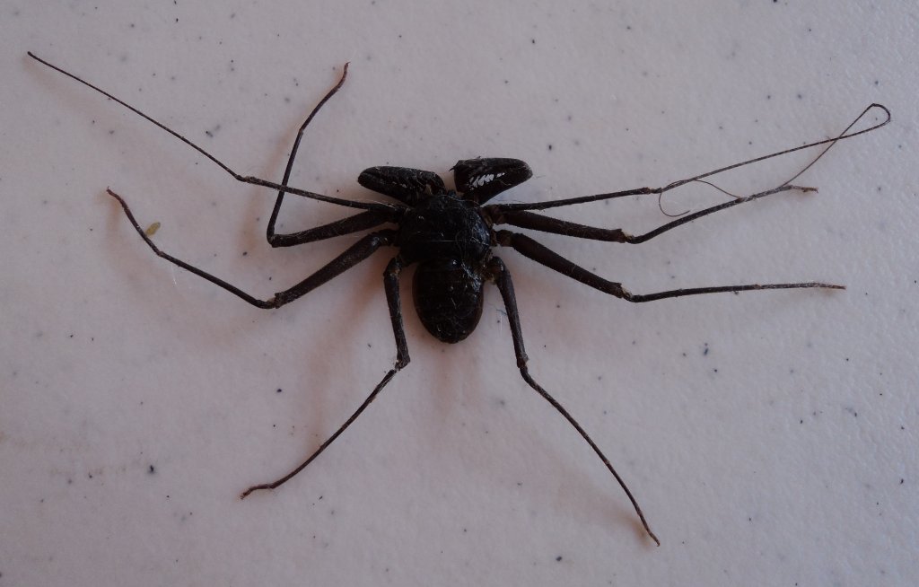 Amblypygi - SesoLibre.com